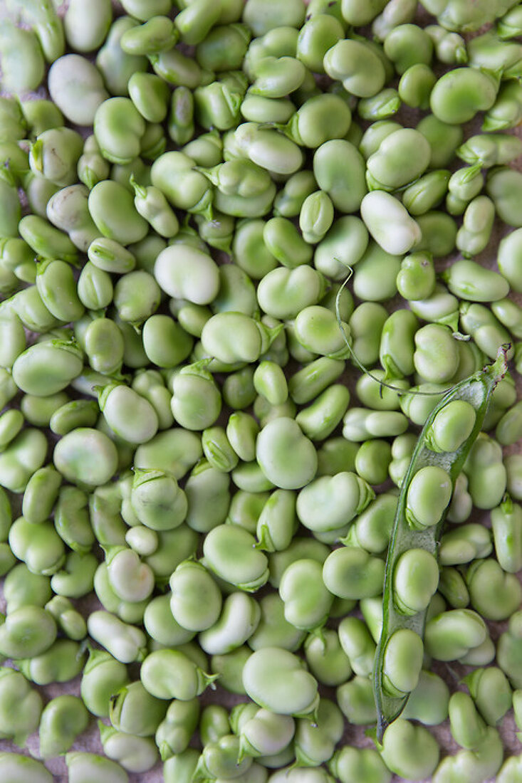 Summer Broad Beans Feast – License Features – 12883428 House of Pictures