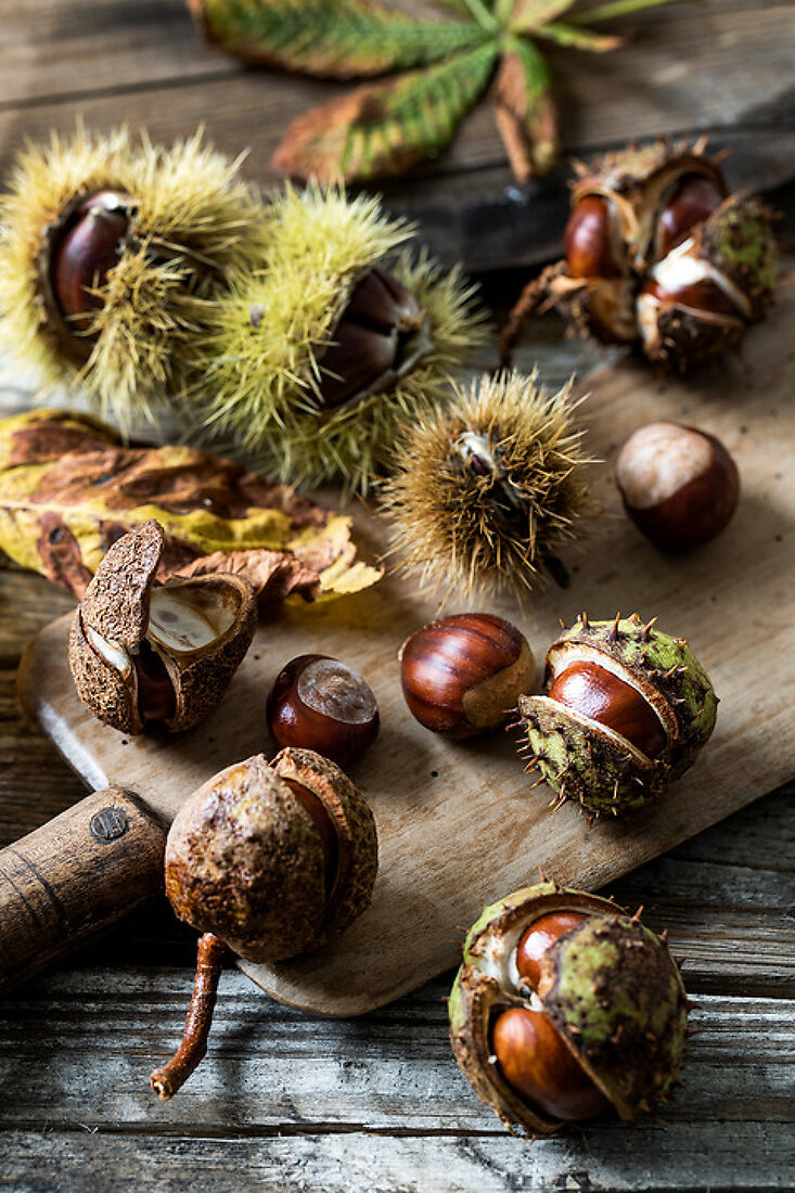 A Guide to Growing Edible Chestnuts – License Features – 13290553 House ...