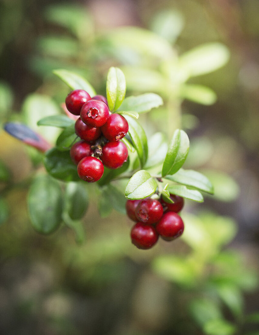 Lingon Berries – License Features – 13185821 House of Pictures