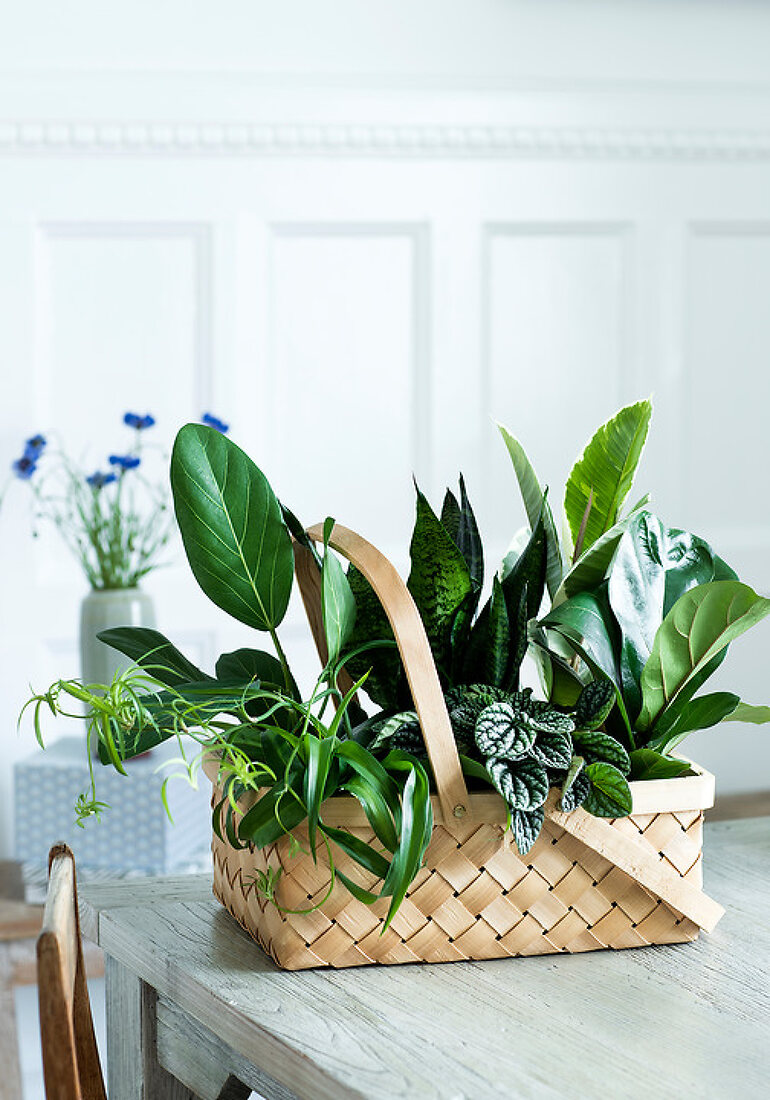 Radiator Plants – License Features – 13237402 House of Pictures