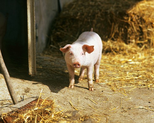 Live pig – License Images – 870087 StockFood