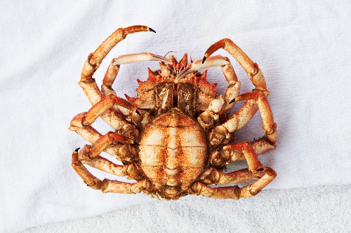 Meeresspinne Bilder – Food-Fotos kaufen StockFood