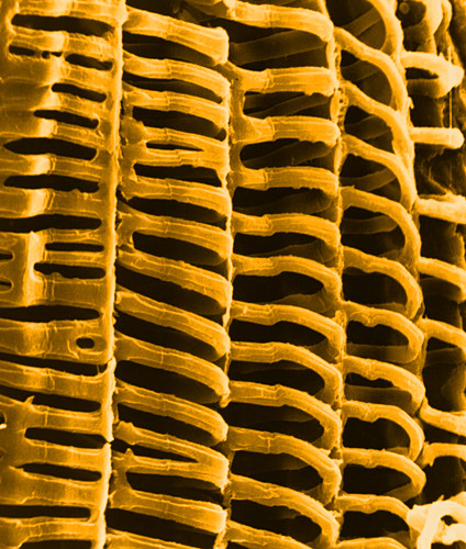 Xylem Bilder Science Photo Library