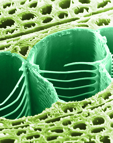 Xylem Bilder Science Photo Library
