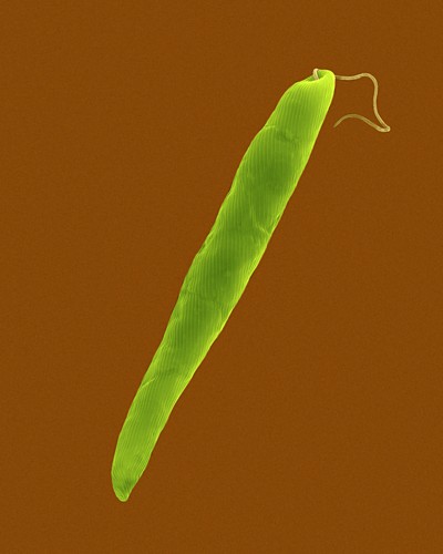 Augentierchen Bilder Science Photo Library