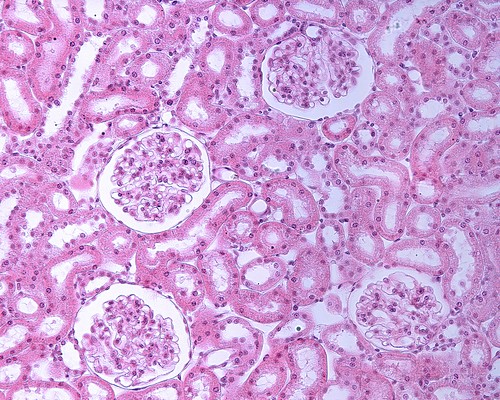 Nephron Bilder Science Photo Library