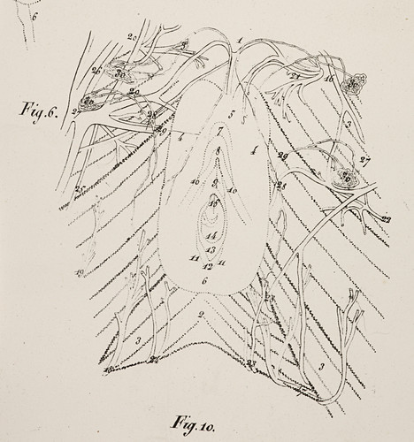 Vagina Photos Science Photo Library 1037