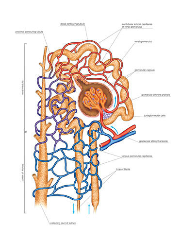Nephron Bilder Science Photo Library