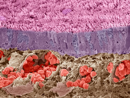 Membrane muqueuse Photos Science Photo Library