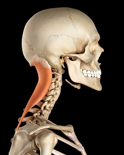 Halsmuskeln Bilder Science Photo Library