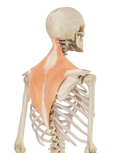 Halsmuskeln Bilder Science Photo Library