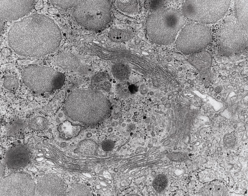 Appareil de Golgi Photos Science Photo Library