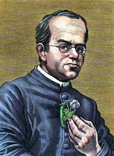 Gregor Mendel Bilder Science Photo Library