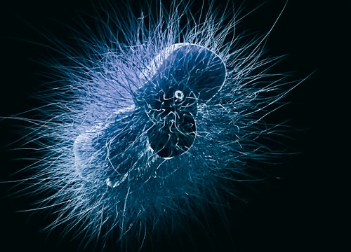 Microbe Photos Science Photo Library