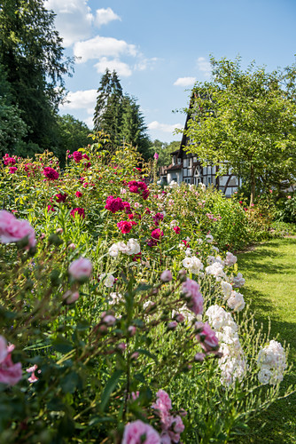 Rosenbeet Bilder – Garten-Fotos kaufen Gartenbildagentur Friedrich Strauss