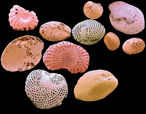 Foraminifera Photos Science Photo Library