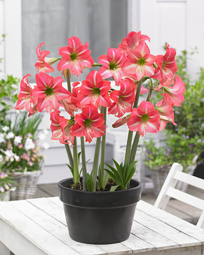 Amaryllis Bilder Friedrich Strauss Gartenbildagentur