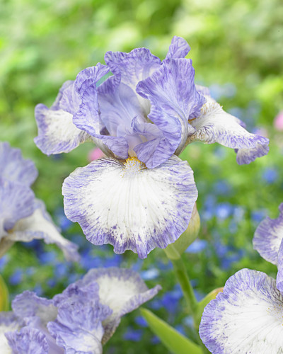 Iris Germanica Bilder – Garten-Fotos kaufen Gartenbildagentur Friedrich ...