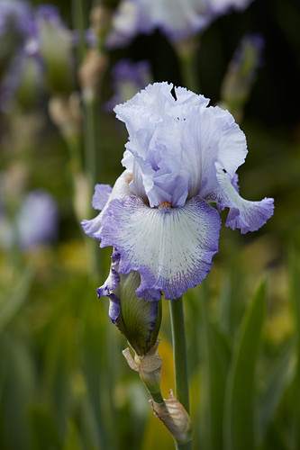 Iris Germanica Bilder Friedrich Strauss Gartenbildagentur