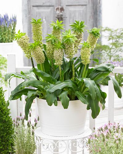 Eucomis Bilder Gartenbildagentur Friedrich Strauss