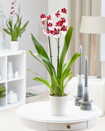 Orchidee Bilder Friedrich Strauss Gartenbildagentur