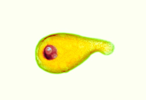 Medikamentenresistenz Bilder Science Photo Library