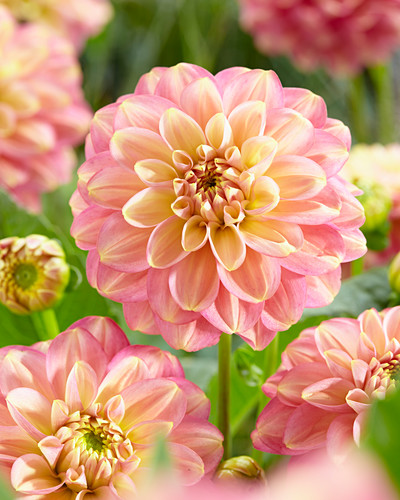 Lachsrosa Bilder Gartenbildagentur Friedrich Strauss