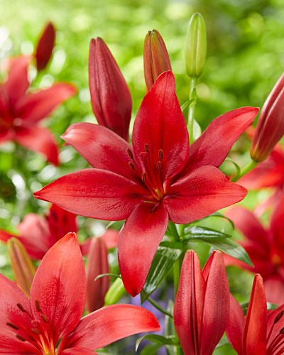 Lilien Bilder Friedrich Strauss Gartenbildagentur