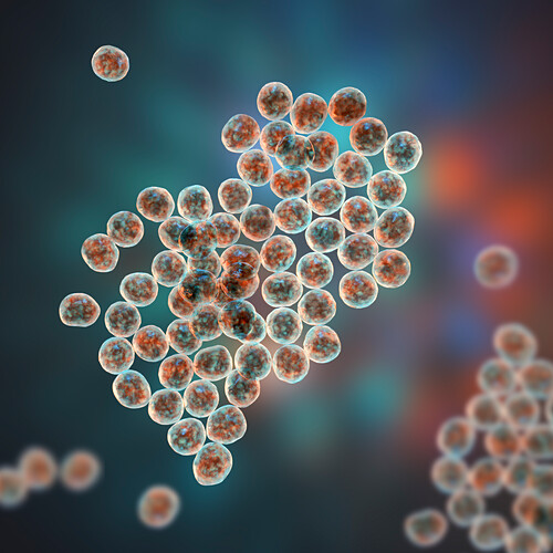 Staphylocoque doré Photos Science Photo Library