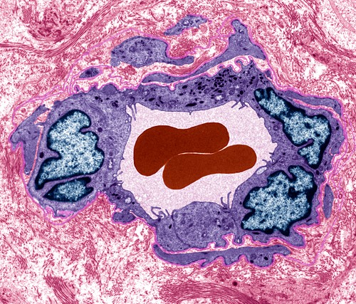 Testicules Photos Science Photo Library