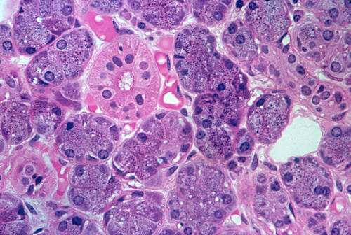 Membrane muqueuse Photos Science Photo Library