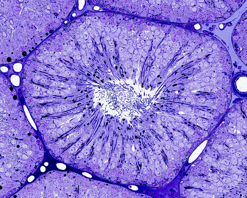 Testicules Photos Science Photo Library
