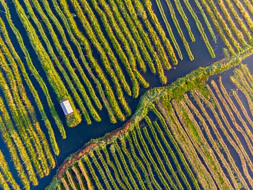 Floating gardens Photos – License unique travel photos lookphotos