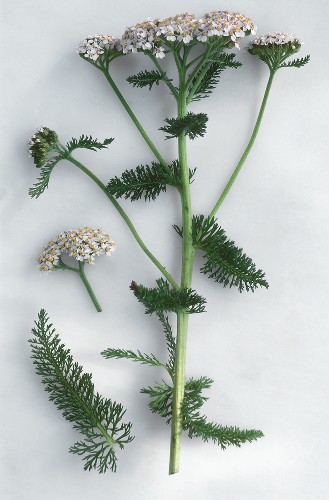 Sprig of flowers Photos – License unique photos Image Professionals