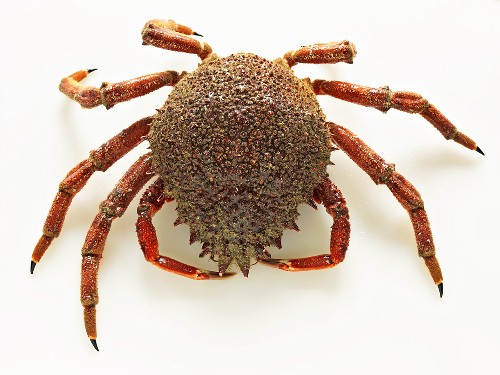 Meeresspinne Bilder – Food-Fotos kaufen StockFood