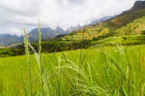 Teff Photos – License unique travel photos lookphotos