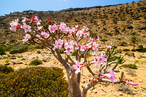 Adenium Photos – License unique travel photos lookphotos
