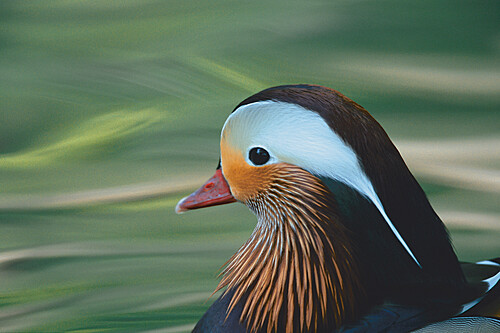 Ente Photos – License unique travel photos lookphotos