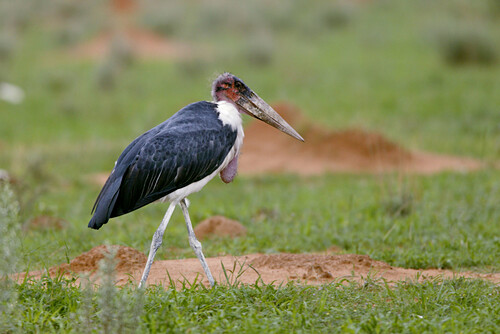 Marabou Photos – License unique travel photos lookphotos