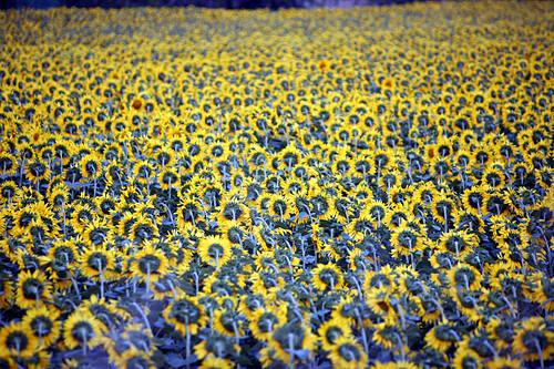Botany Photos – License unique travel photos lookphotos