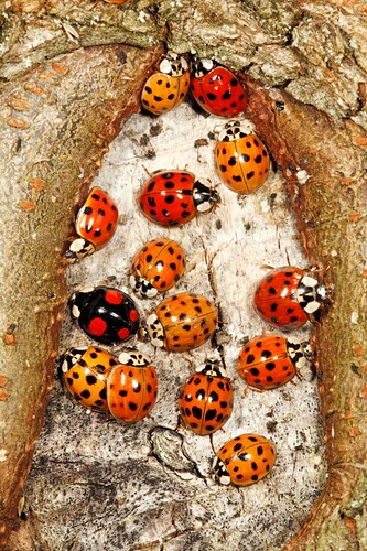 Ladybirds Photos – License unique travel photos lookphotos