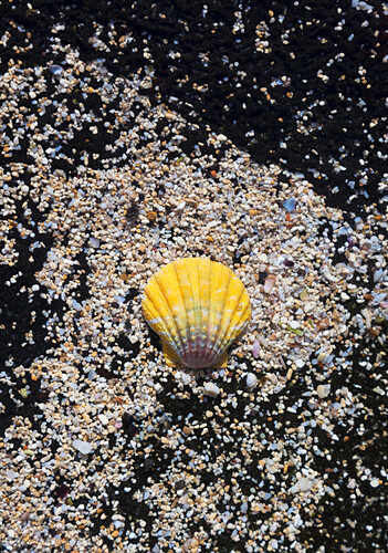 Pecten Photos – License unique travel photos lookphotos