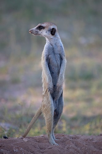 Predator Photos – License unique travel photos lookphotos