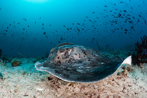 Stachelrochen Bilder – Reise-Fotos kaufen lookphotos