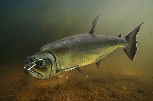 Vampire Photos – License unique travel photos lookphotos