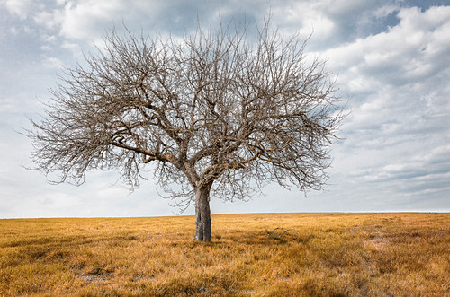 Laubbaum Bilder – Reise-Fotos kaufen lookphotos