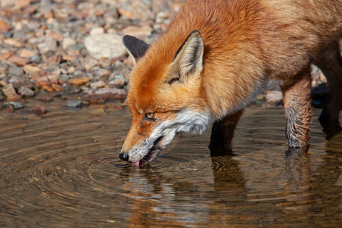 Fox Photos – License unique travel photos lookphotos