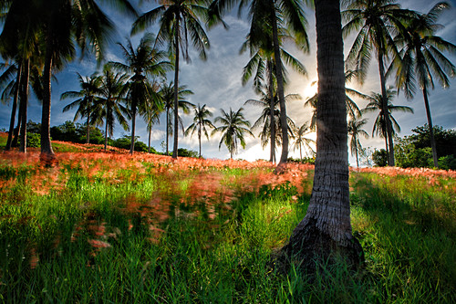 Monocot Photos – License unique travel photos lookphotos