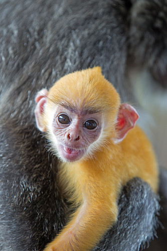 Lutung Photos – License unique travel photos lookphotos