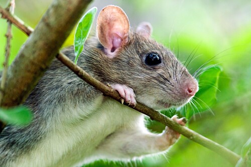 Woodrat Photos – License unique travel photos lookphotos